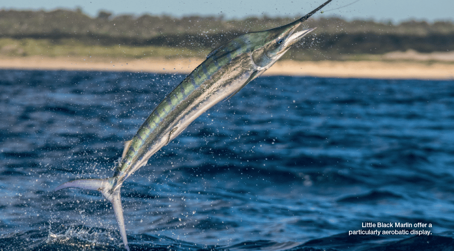 Fraser Island Australia Marlin