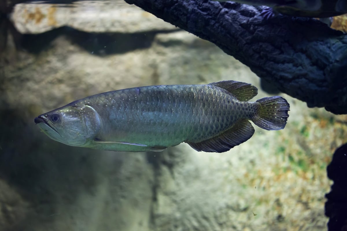 Tips for baiting big-time Barramundi in Australia - The Tradie Magazine