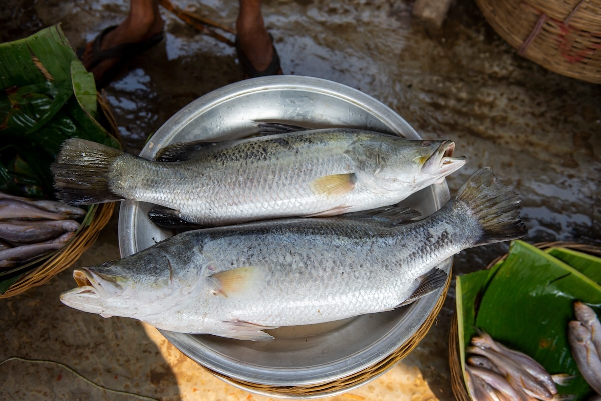 Tips for baiting big-time Barramundi in Australia - The Tradie Magazine